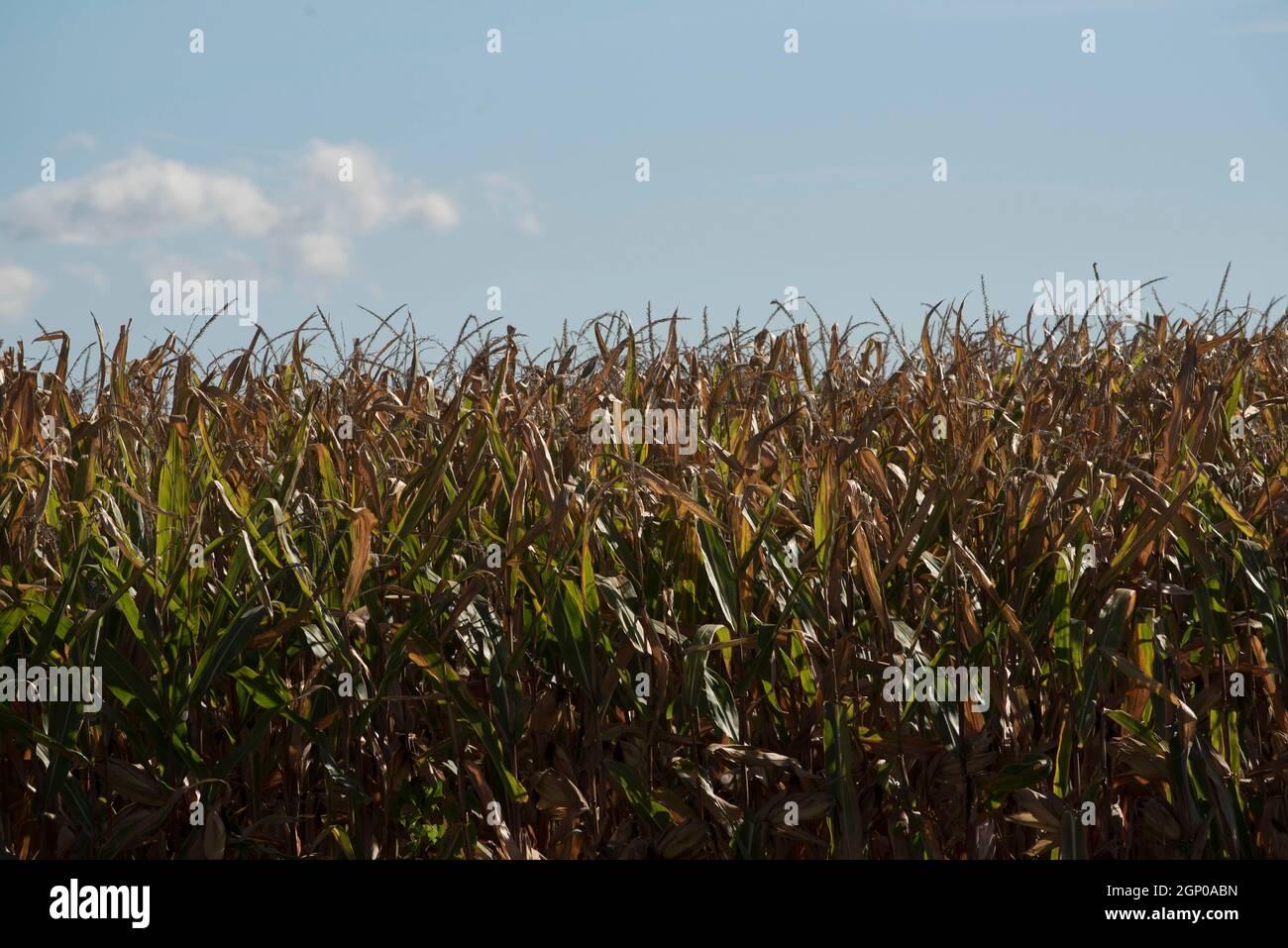 an old corn field or maize field in agricultural cultivation and ...