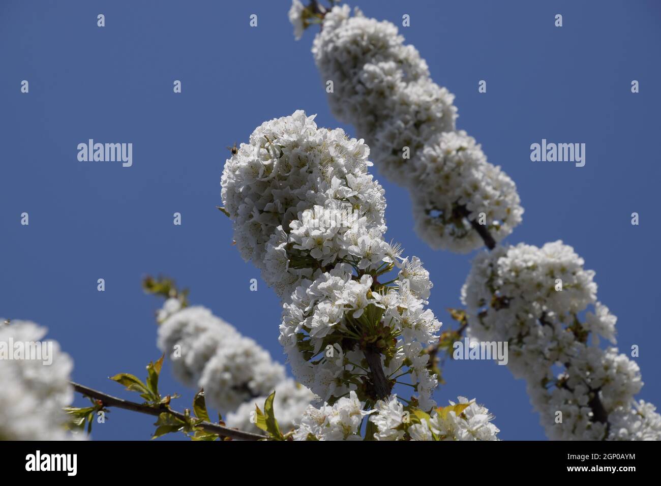Prunus avium Flowering cherry. Cherry flowers on a tree branch Stock ...