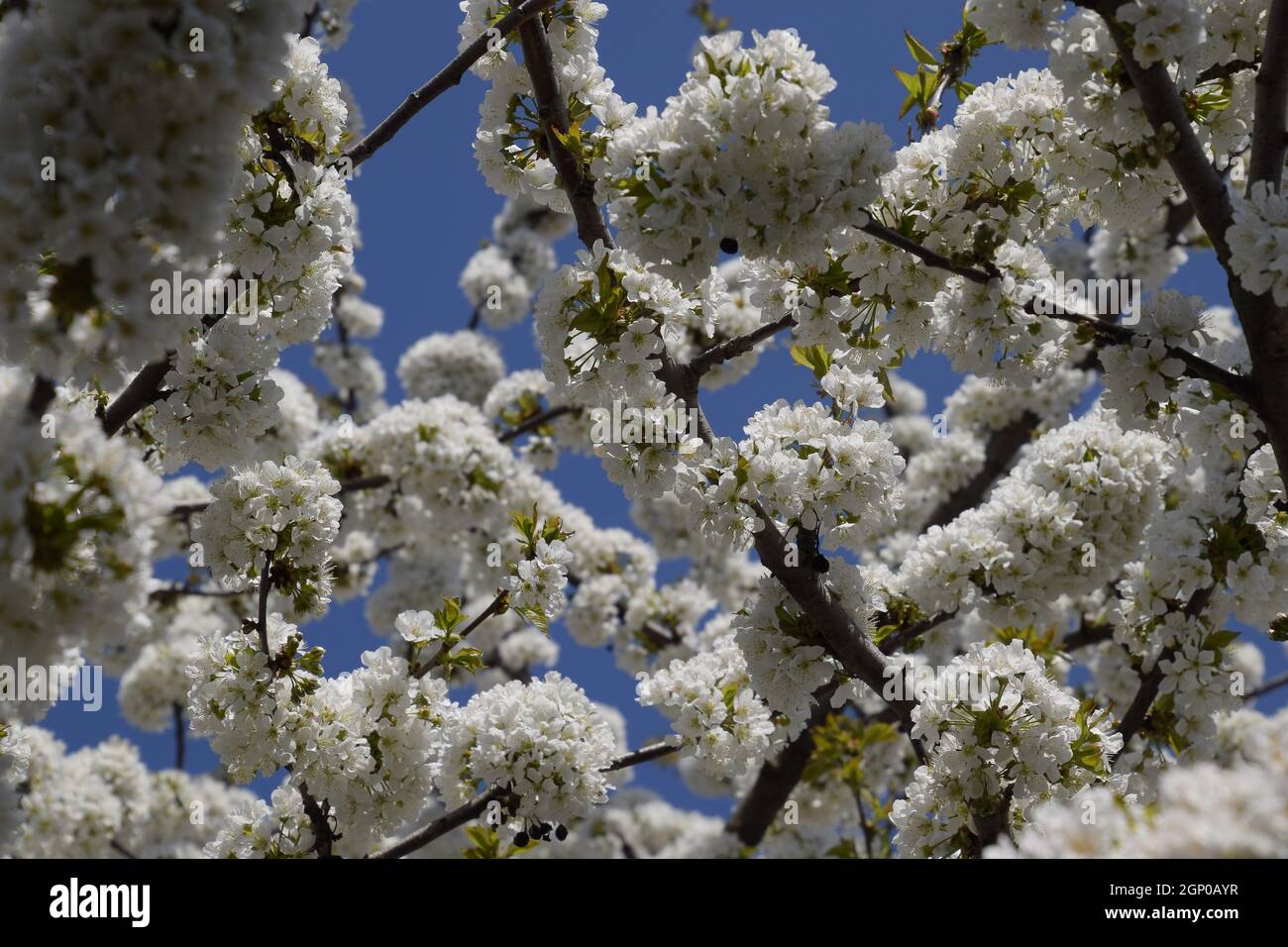 Prunus avium Flowering cherry. Cherry flowers on a tree branch Stock ...