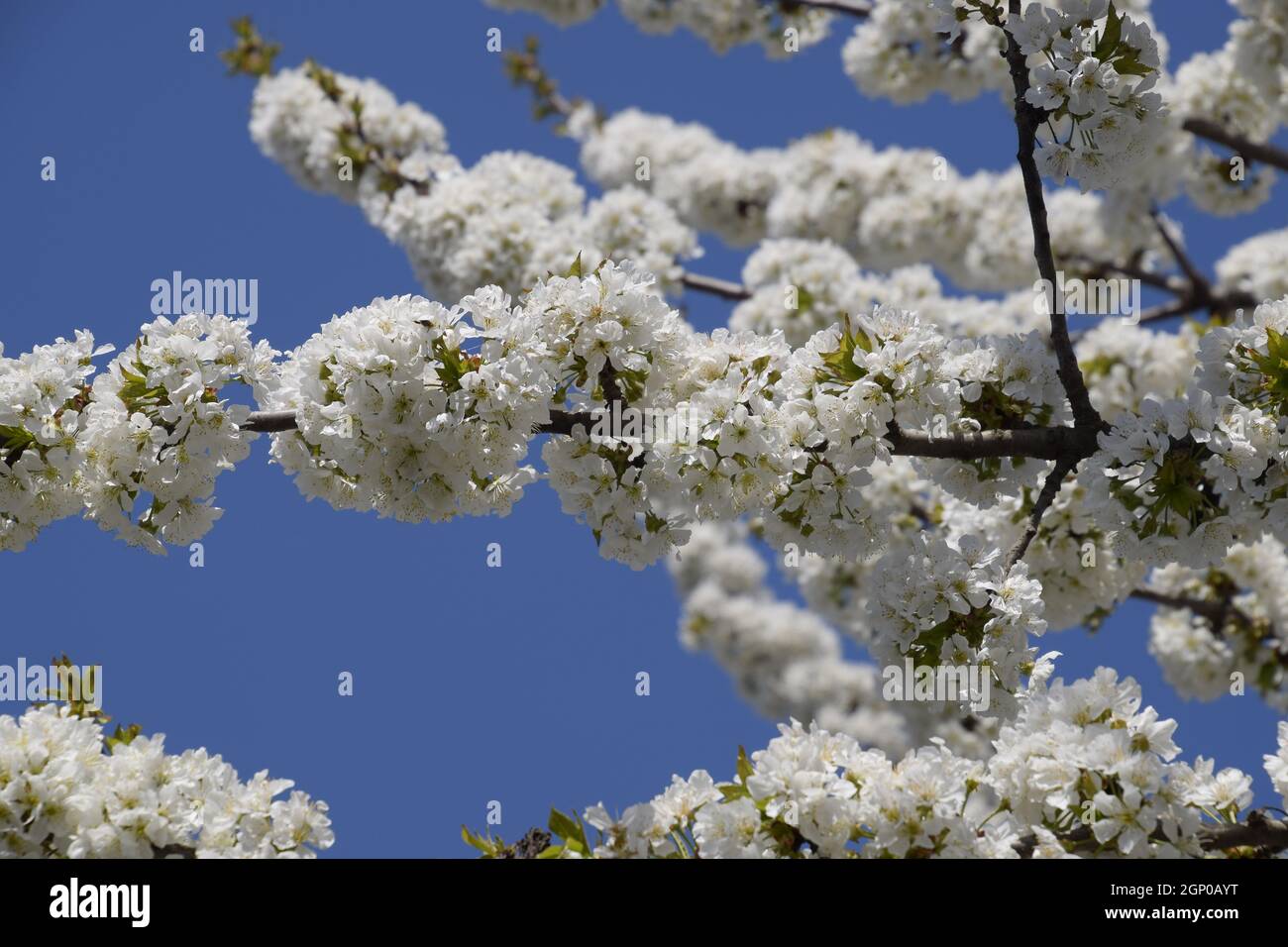Prunus avium Flowering cherry. Cherry flowers on a tree branch Stock ...
