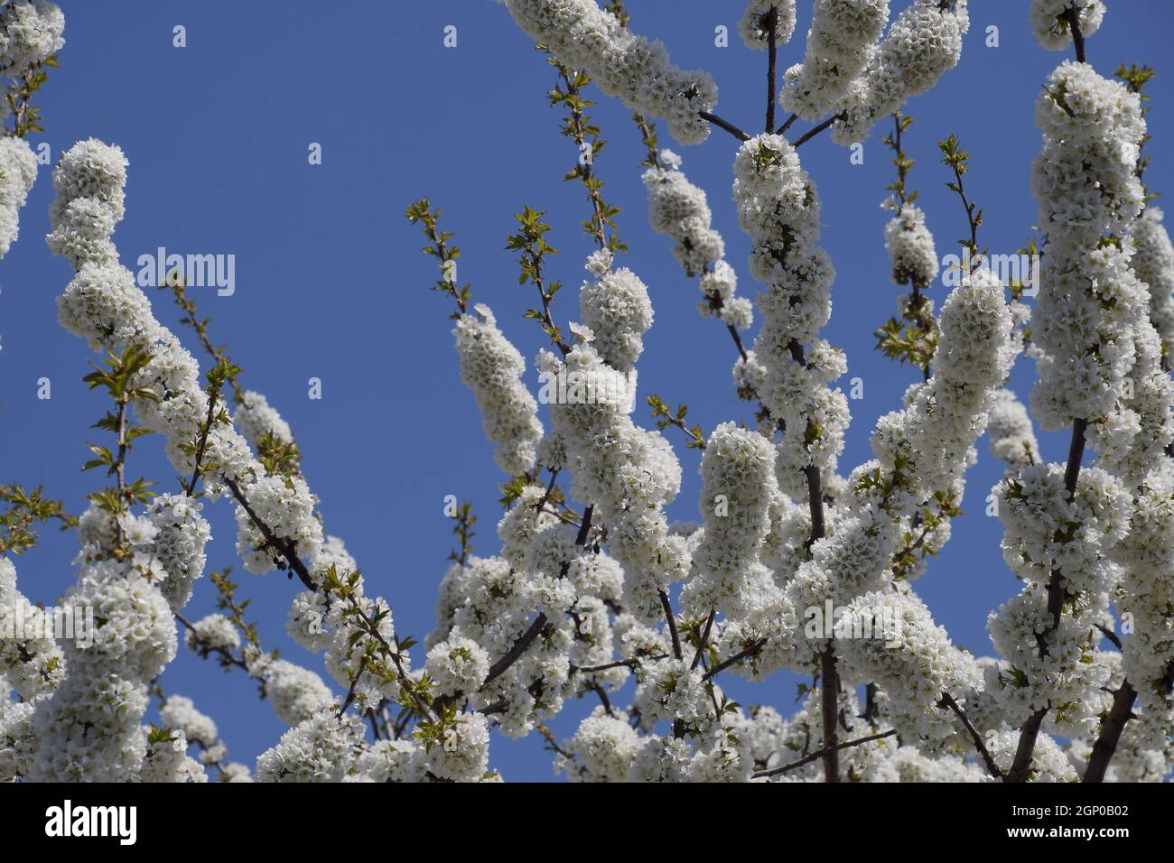 Prunus avium Flowering cherry. Cherry flowers on a tree branch Stock ...
