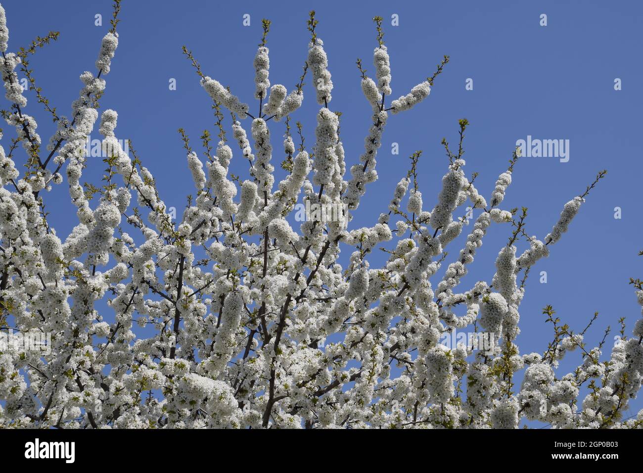 Prunus avium Flowering cherry. Cherry flowers on a tree branch Stock ...