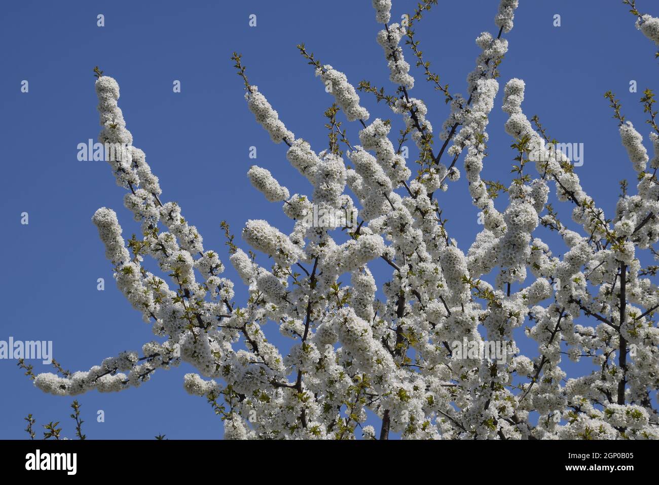 Prunus avium Flowering cherry. Cherry flowers on a tree branch Stock ...