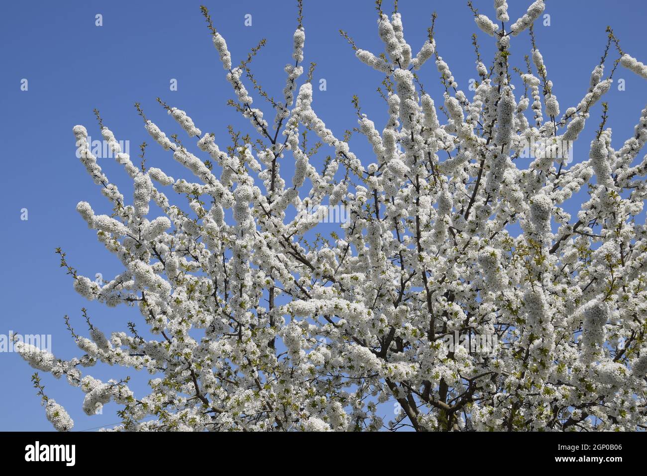 Prunus avium Flowering cherry. Cherry flowers on a tree branch Stock ...