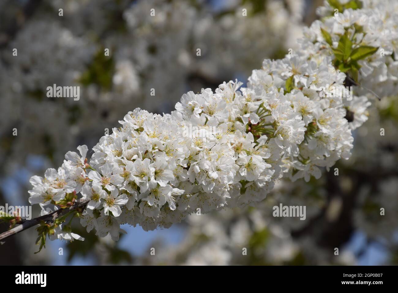 Prunus avium Flowering cherry. Cherry flowers on a tree branch Stock ...