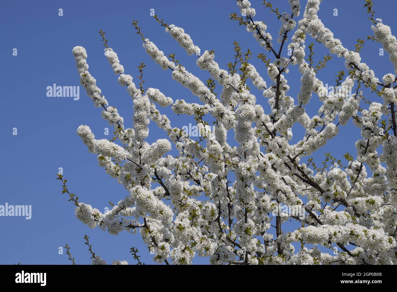Prunus avium Flowering cherry. Cherry flowers on a tree branch Stock ...