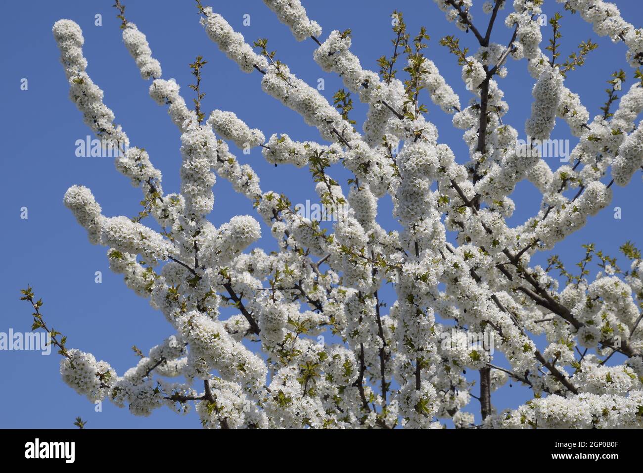 Prunus avium Flowering cherry. Cherry flowers on a tree branch Stock ...