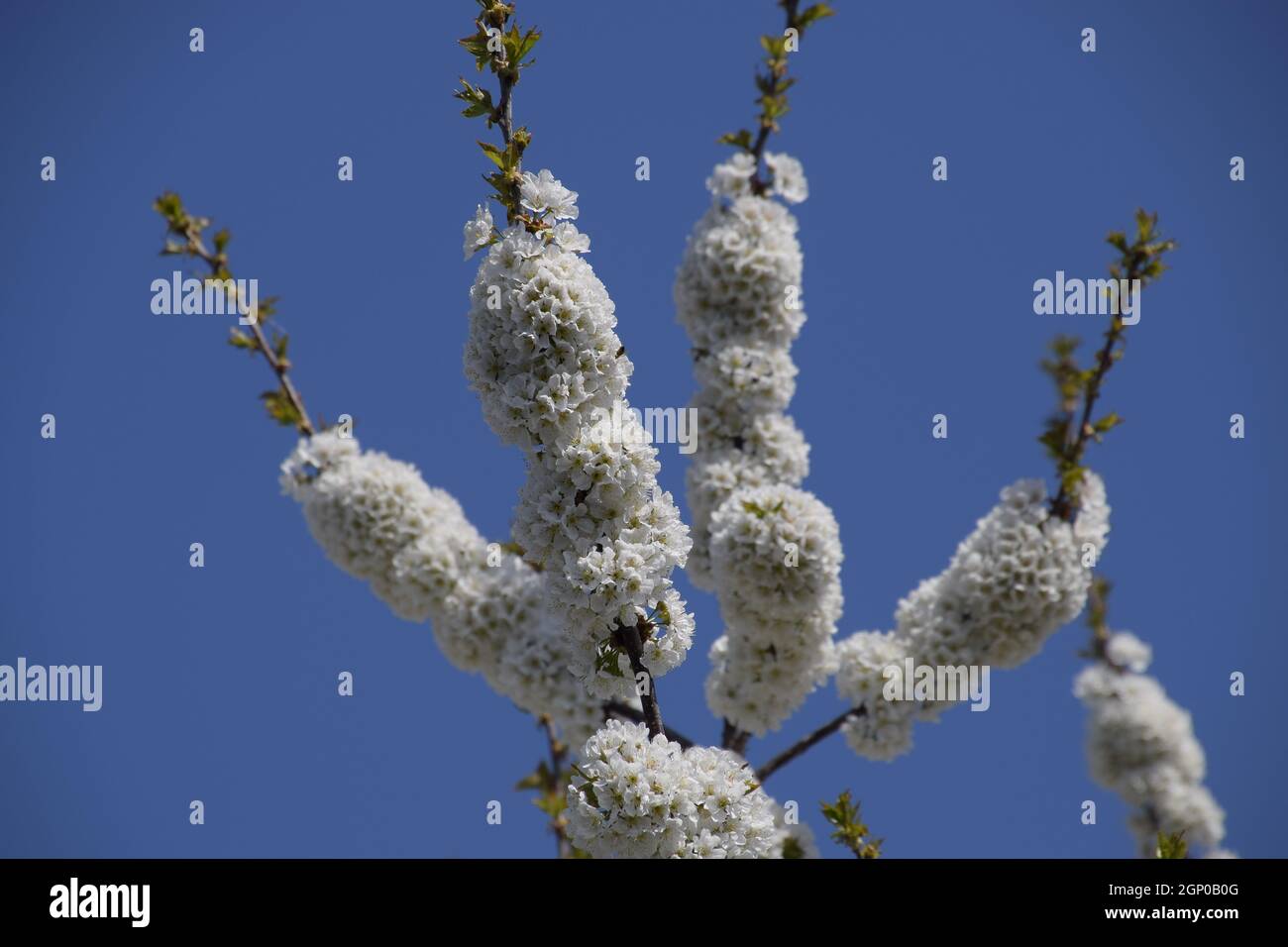 Prunus avium Flowering cherry. Cherry flowers on a tree branch Stock ...