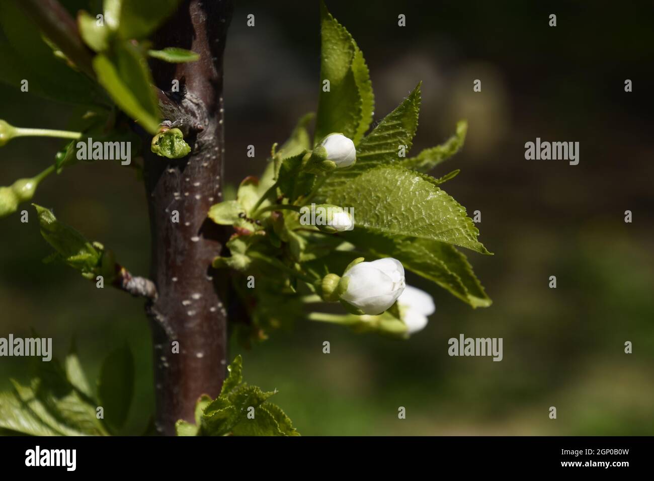 Prunus avium Flowering cherry. Cherry flowers on a tree branch Stock ...