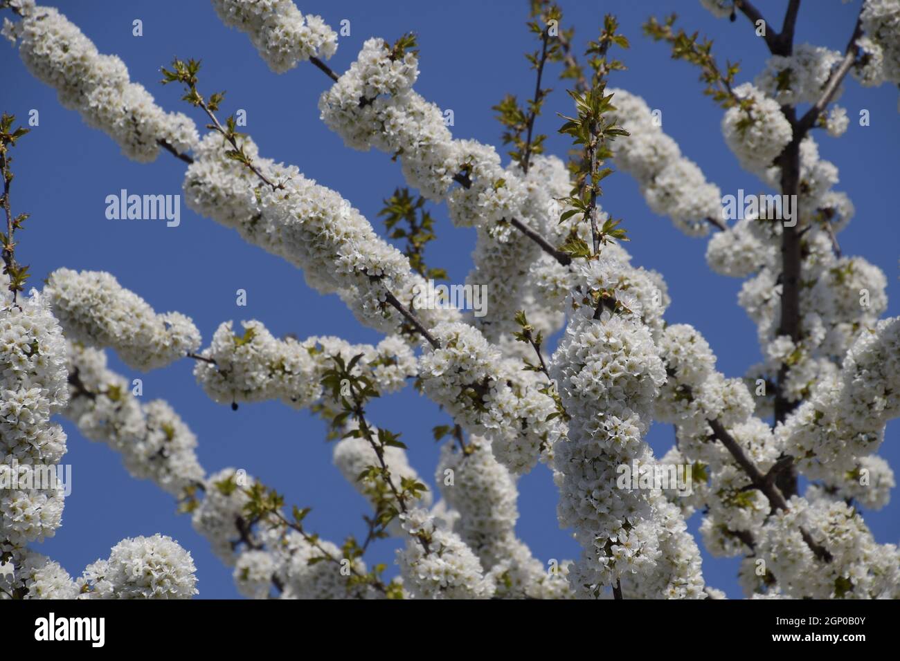 Prunus avium Flowering cherry. Cherry flowers on a tree branch Stock ...