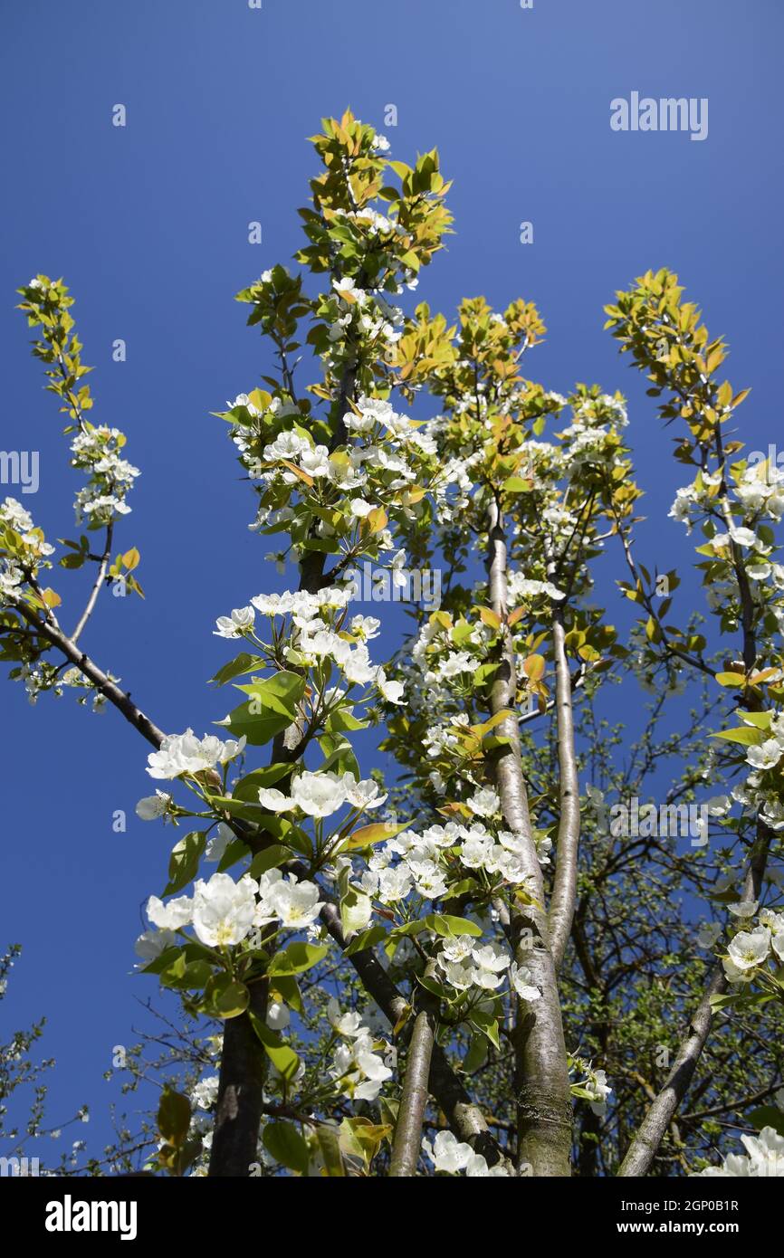 Blooming wild pear in the garden. Spring flowering trees. Pollination ...