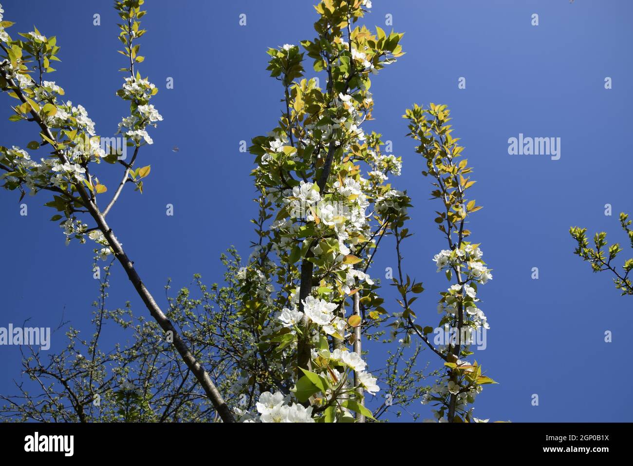 Blooming wild pear in the garden. Spring flowering trees. Pollination ...