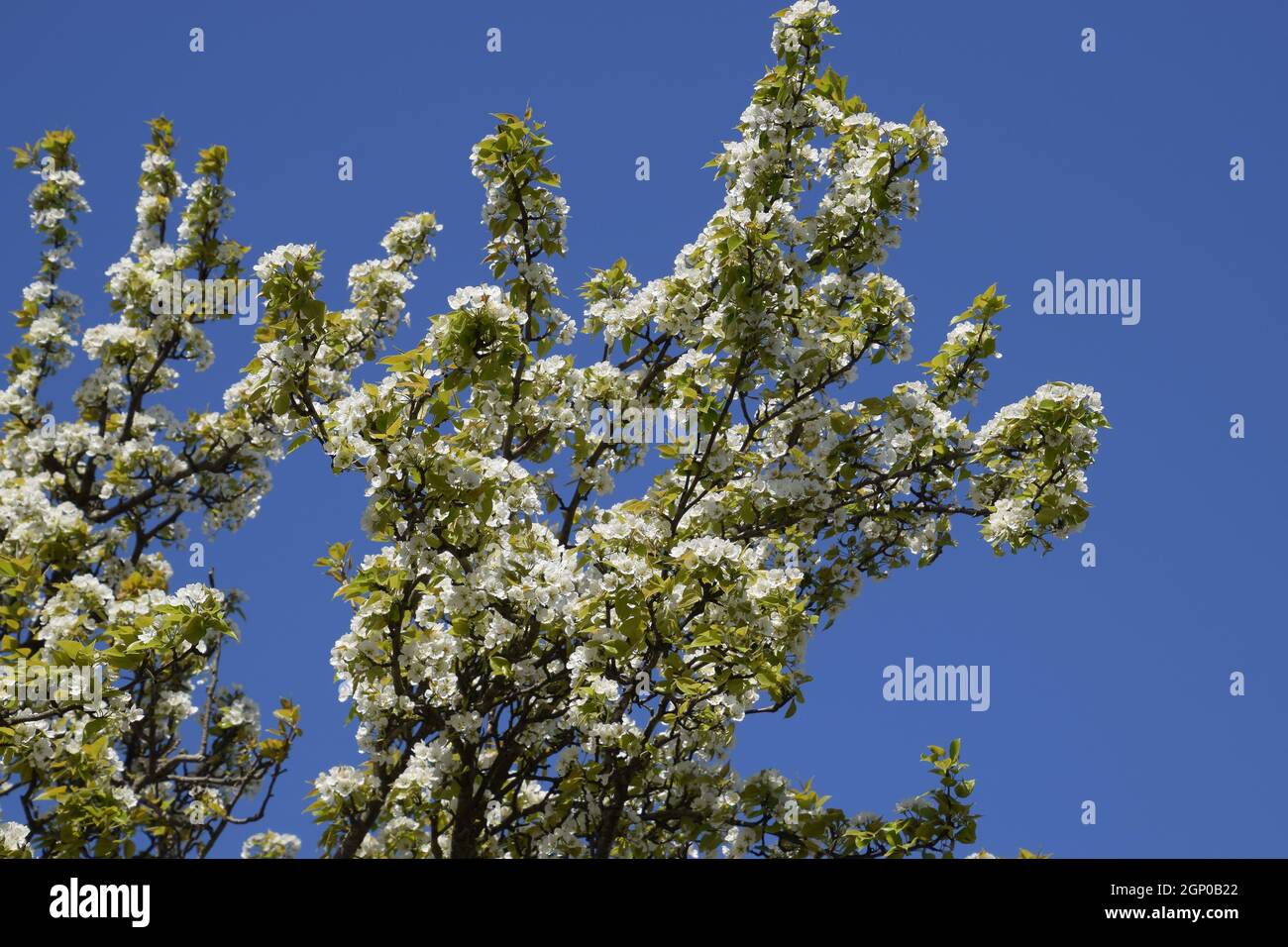 Blooming wild pear in the garden. Spring flowering trees. Pollination ...