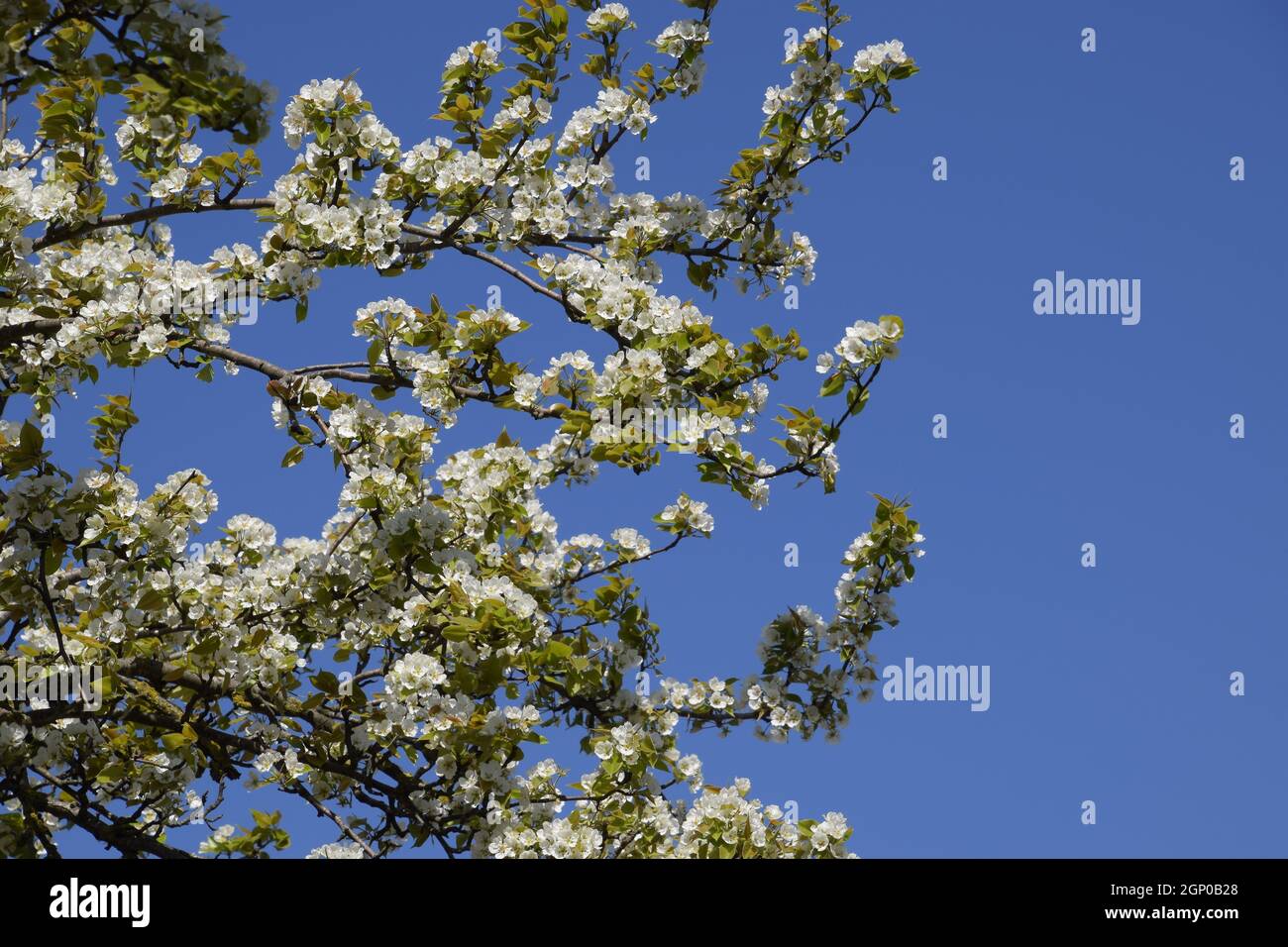 Blooming wild pear in the garden. Spring flowering trees. Pollination ...