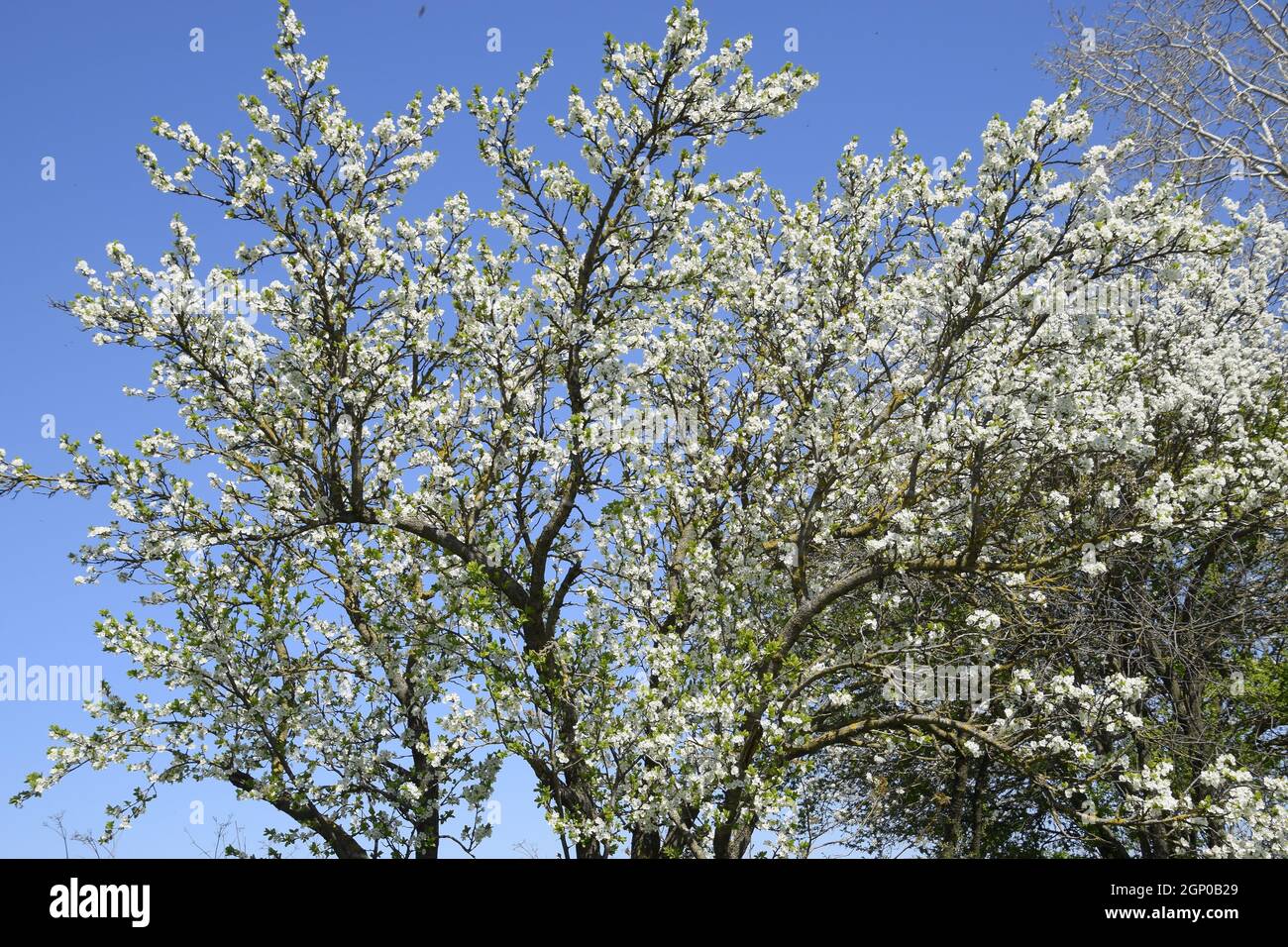 Flowering plum garden. Farm garden in spring Stock Photo - Alamy