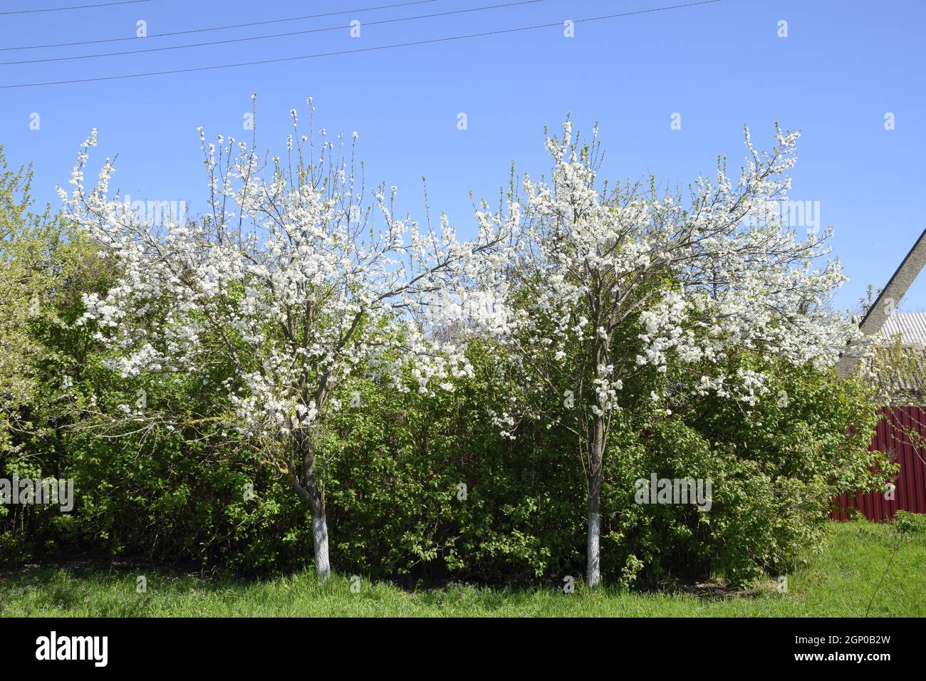 Flowering plum garden. Farm garden in spring Stock Photo - Alamy