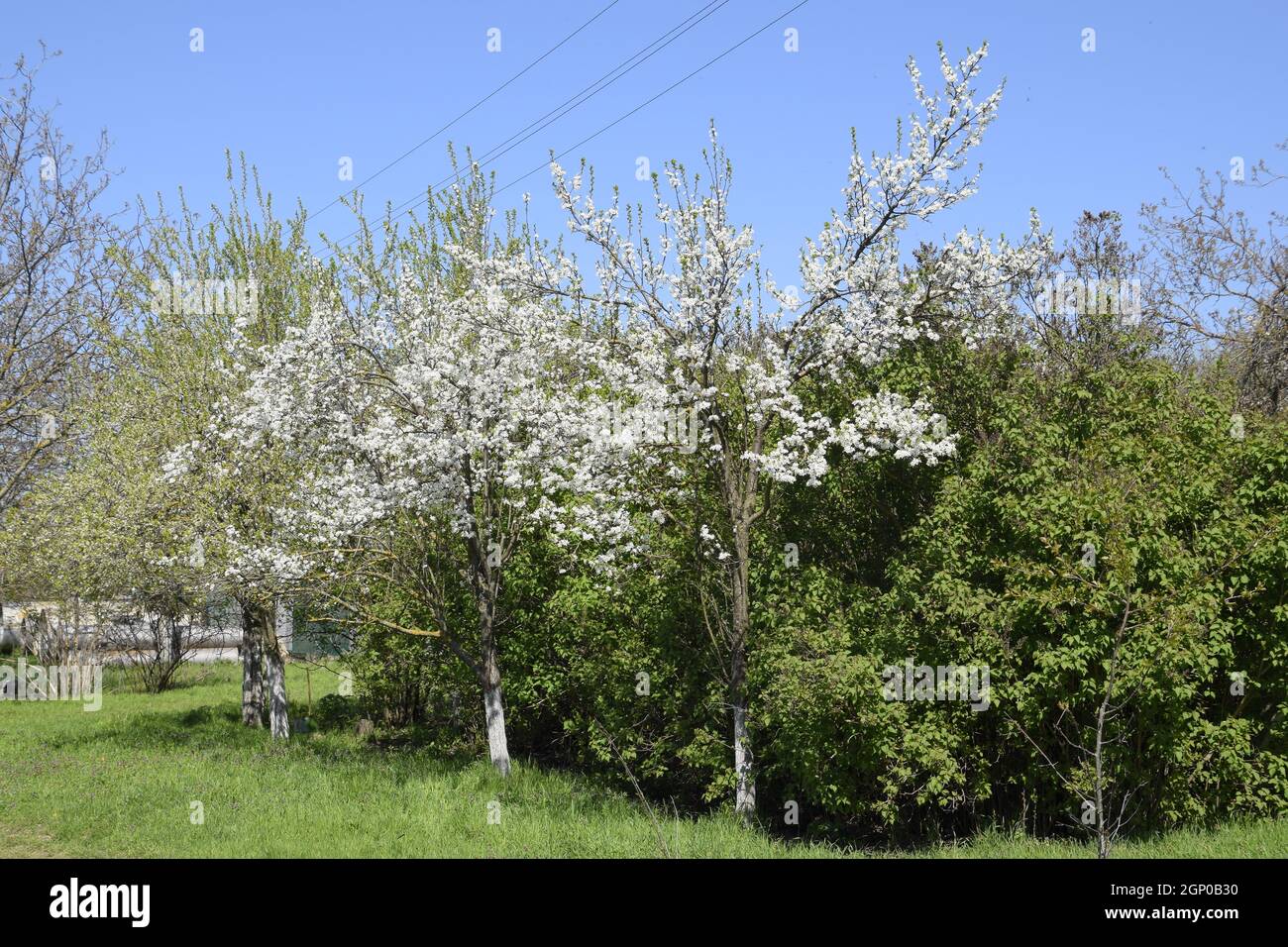 Flowering plum garden. Farm garden in spring Stock Photo - Alamy