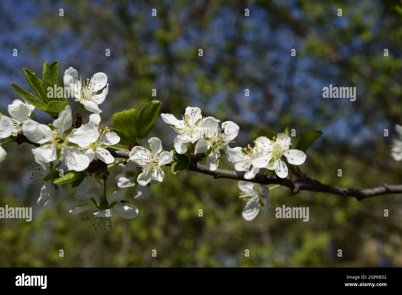 Flowering plum garden. Farm garden in spring Stock Photo - Alamy