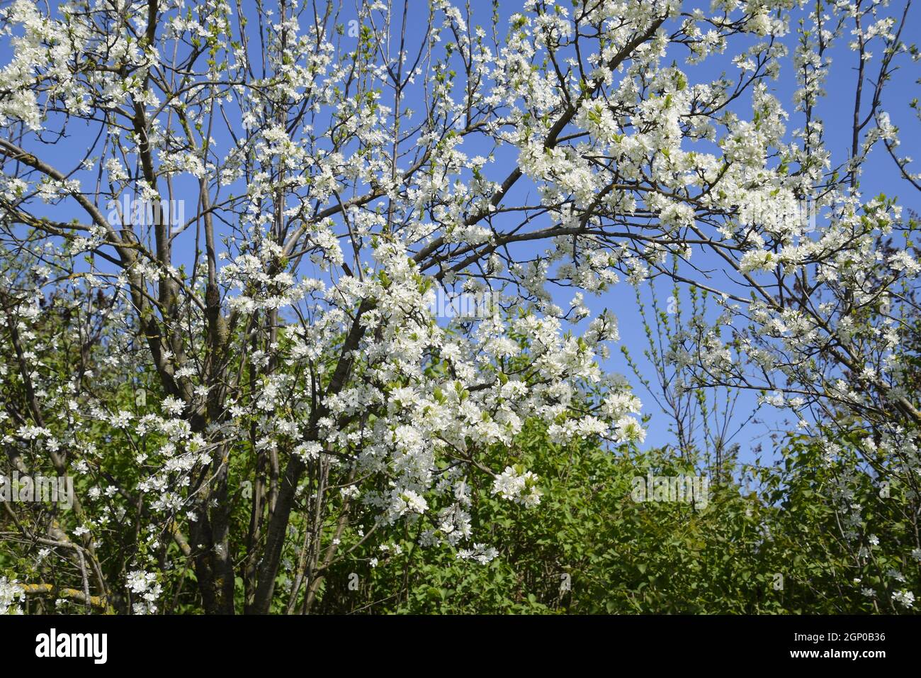 Flowering plum garden. Farm garden in spring Stock Photo - Alamy