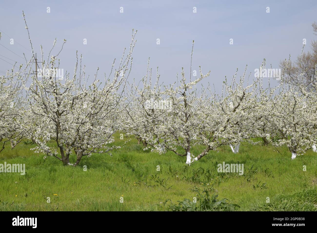 Flowering plum garden. Farm garden in spring Stock Photo - Alamy