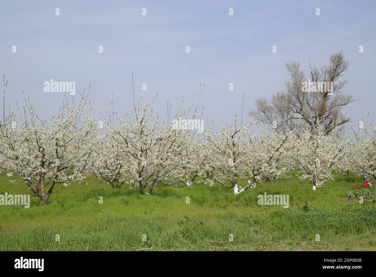 Flowering plum garden. Farm garden in spring Stock Photo - Alamy