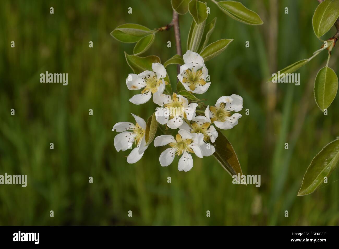 Blooming wild pear in the garden. Spring flowering trees. Pollination ...