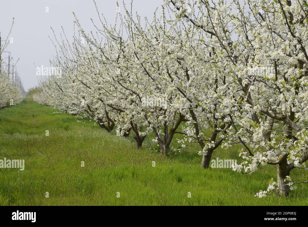 Flowering plum garden. Farm garden in spring Stock Photo - Alamy
