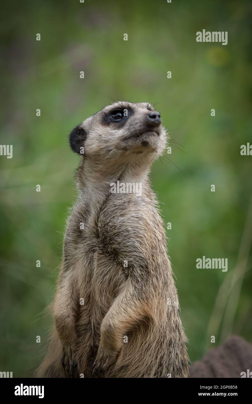 Portrait of a meerkat looking for something Stock Photo - Alamy