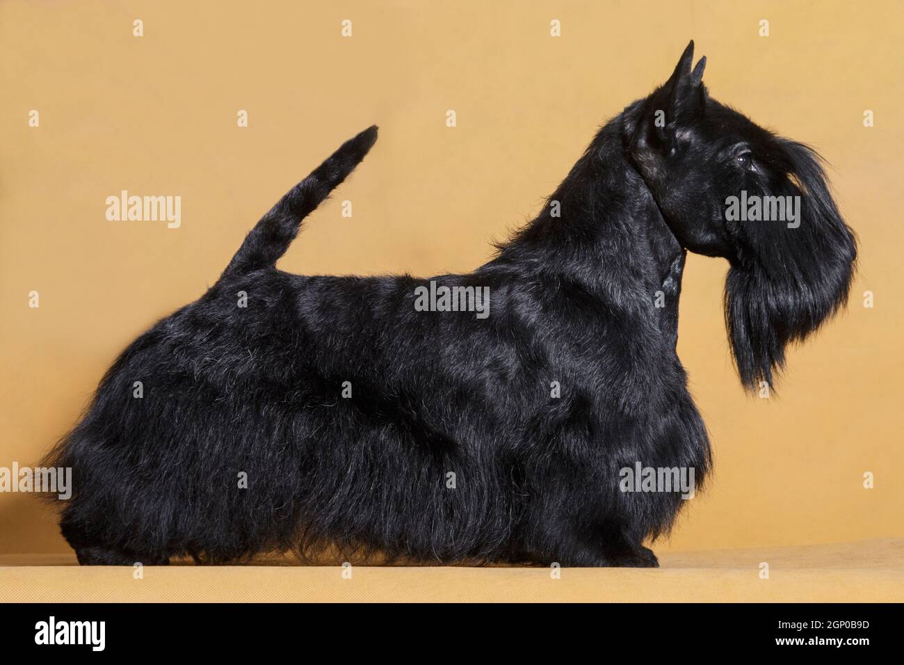 Black wire-haired small dog of breed Scotch Terrier is standing in a ...