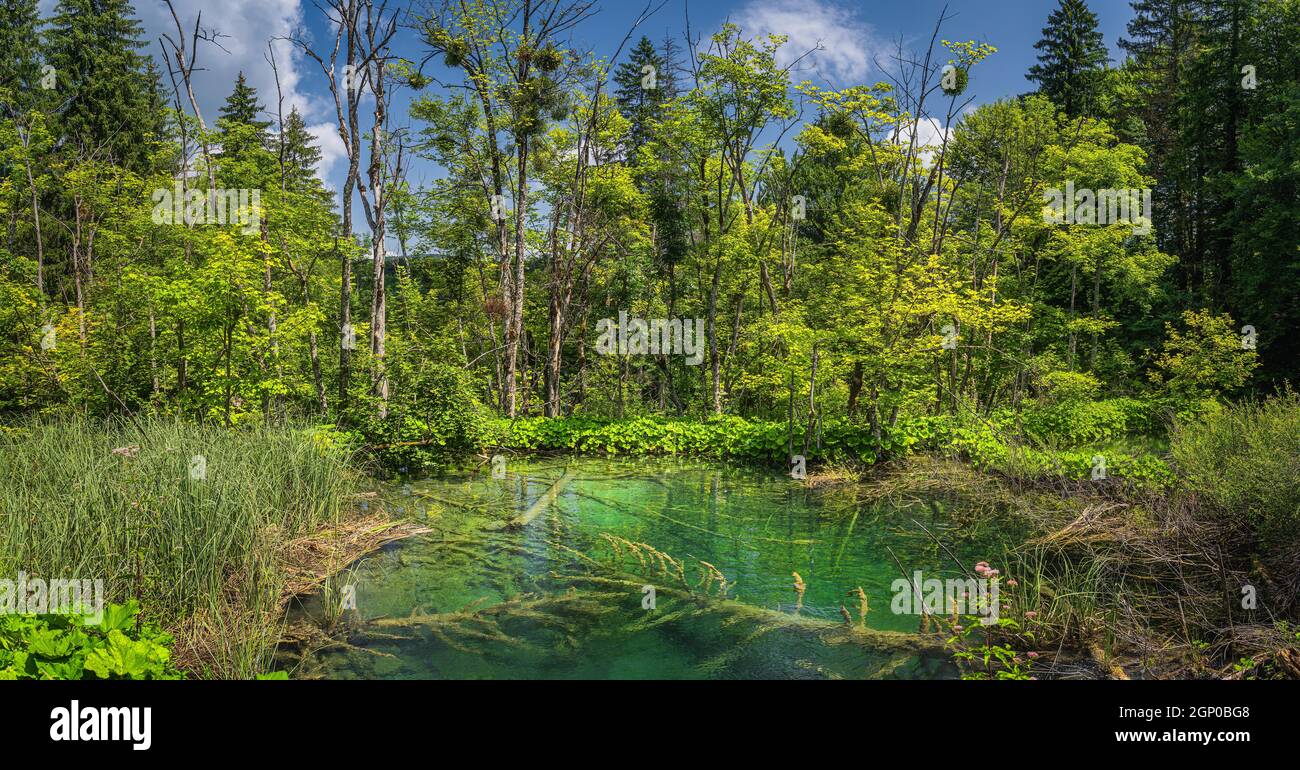 Submerged tree trunks in clean, turquoise pond surrounded by lush green ...