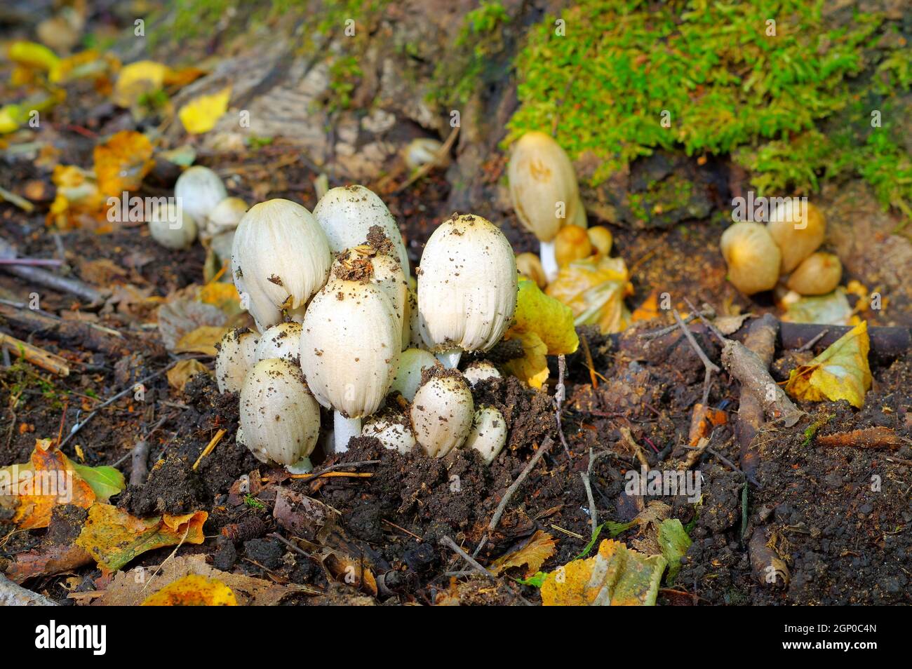 Atramentaria inky cap hi-res stock photography and images - Alamy