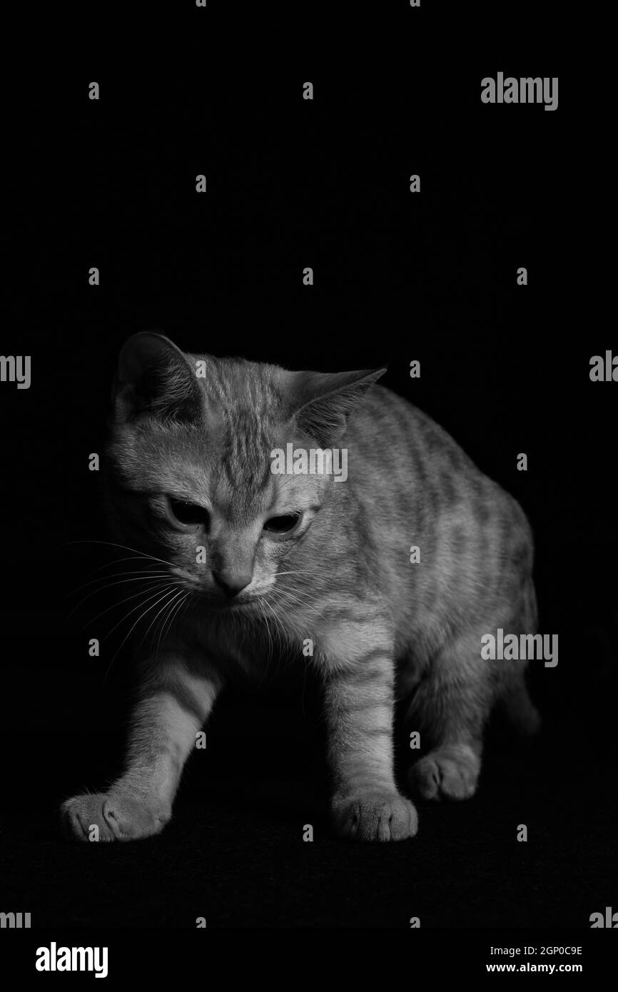 Vertical shot of a kitten in grayscale on a black background Stock ...