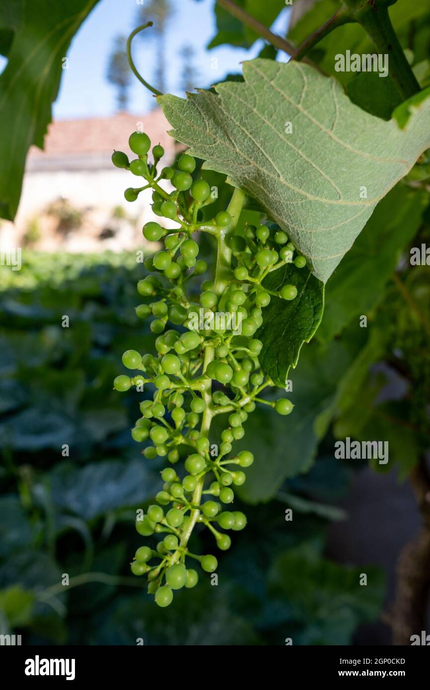 Young small grapes hang on a vine with green leaves. Close-up ...