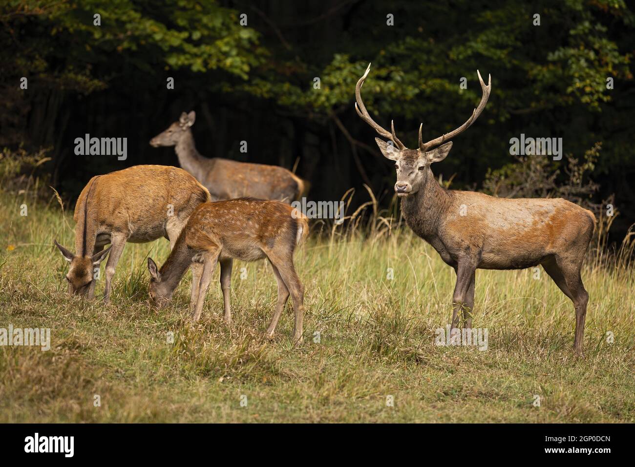 Grassland habitat multiple wildlife hi-res stock photography and images ...
