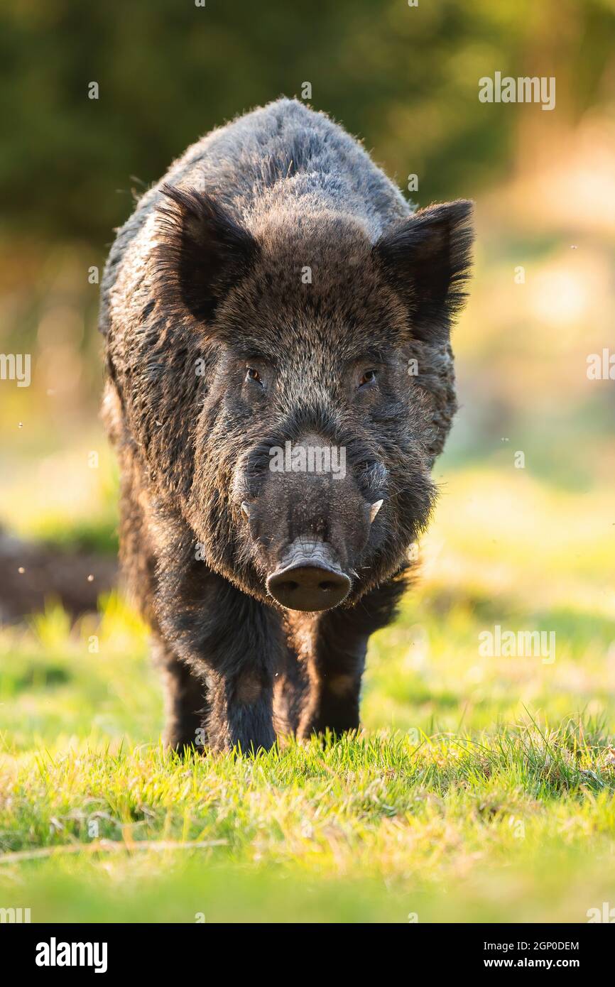 Wild boar approaching camera hi-res stock photography and images - Alamy