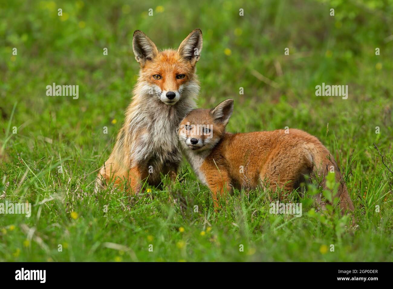 Cute red fox, vulpes vulpes, cub nestling to her mother on green grass in springtime. Adorable ...