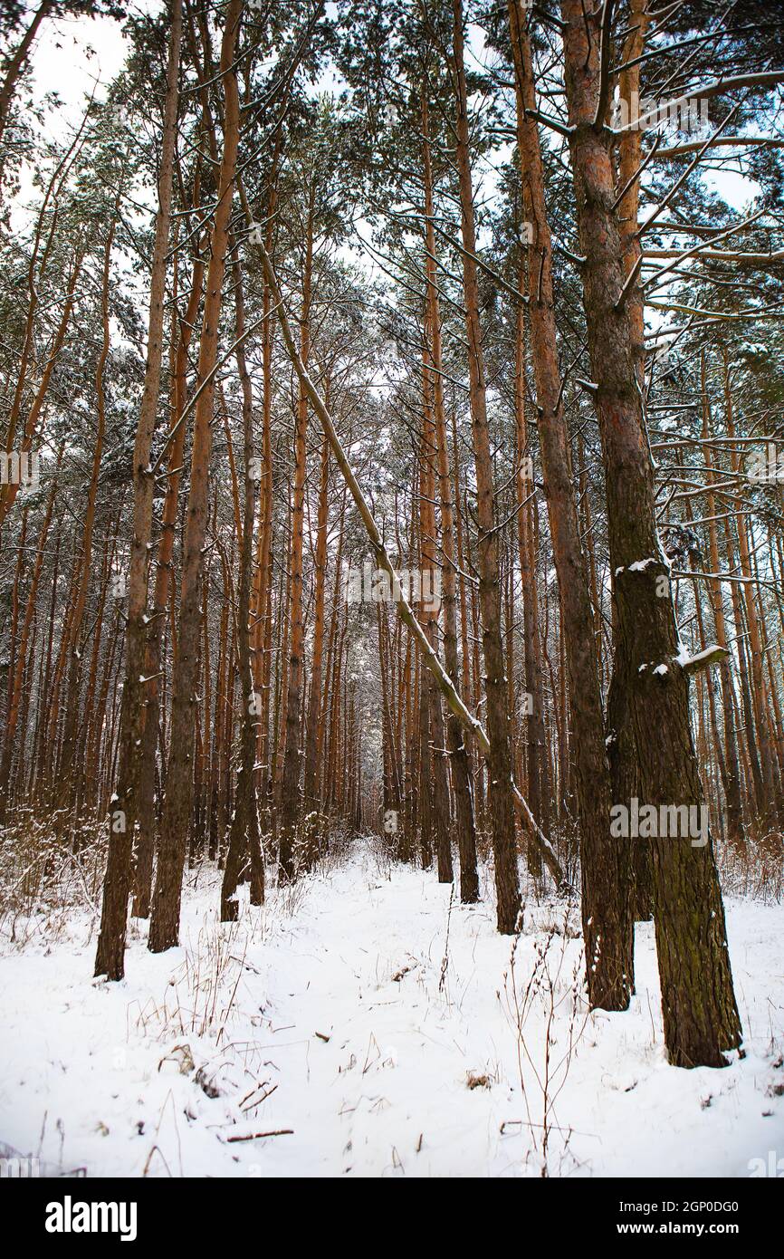 Tree tunnel and snow and sun hi-res stock photography and images - Alamy