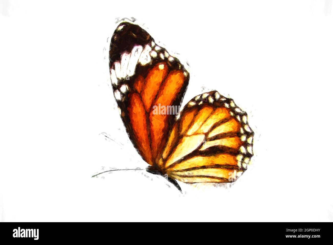 flying orange butterfly isolated on white background Stock Photo - Alamy