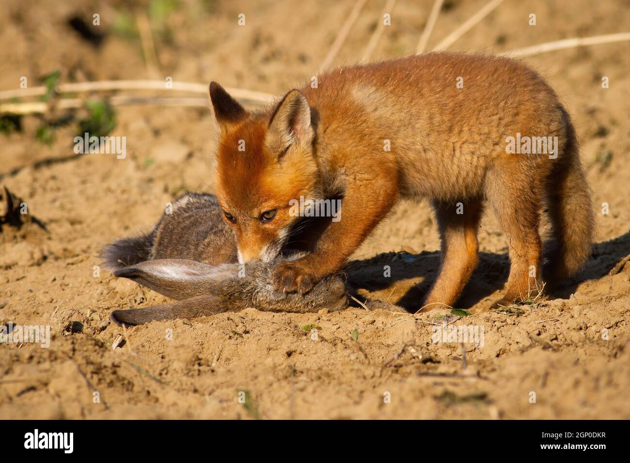 Juvenile red fox, vulpes vulpes, cub standing on killed prey with a paw ...
