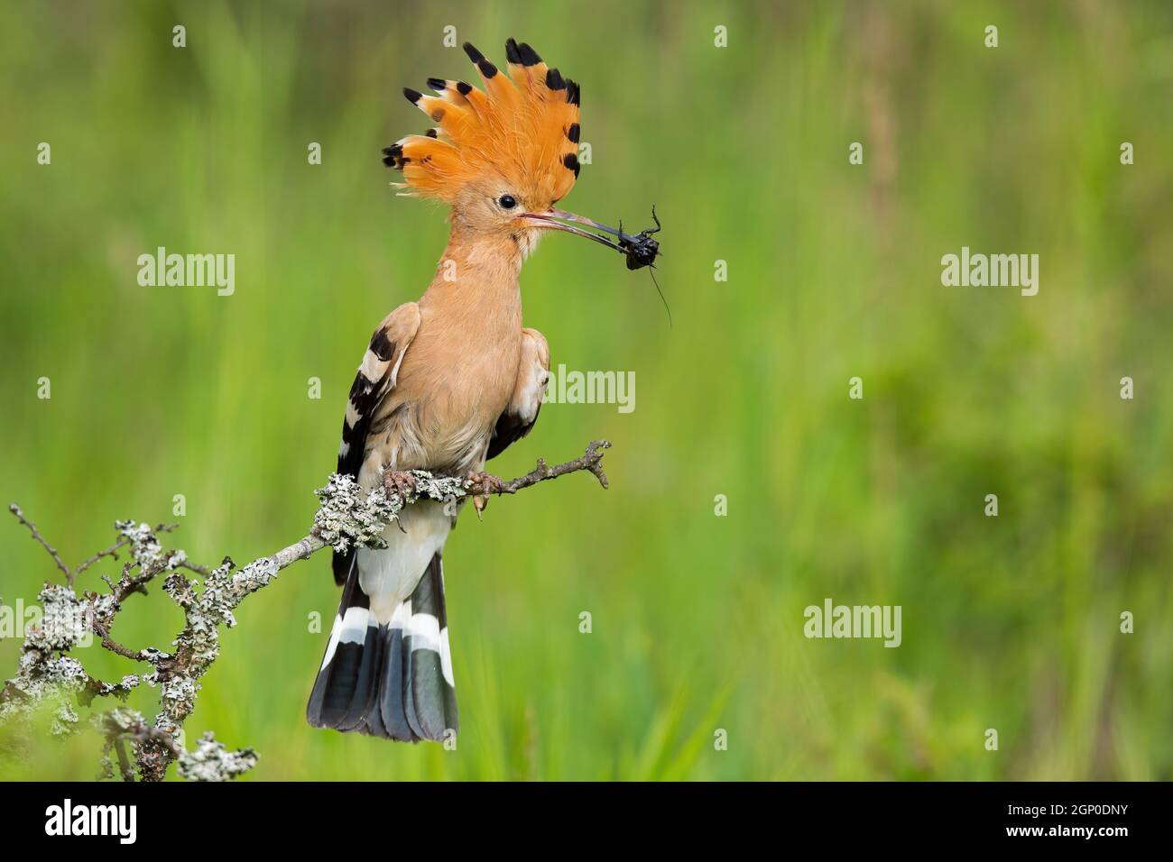 Eurasian hoopoe, upupa epops, holding bug in beak in spring nature ...