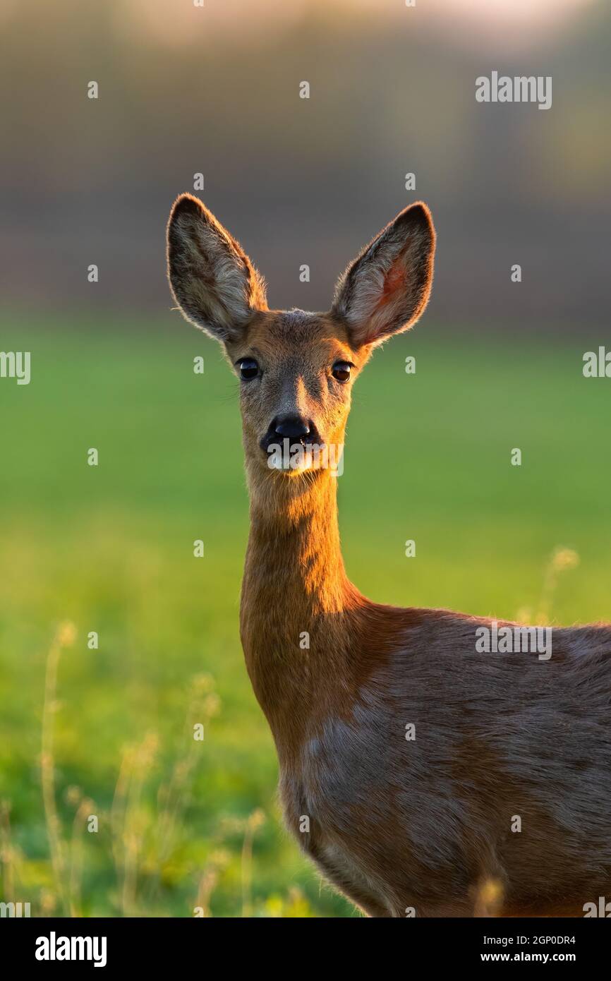 Roe deer, capreolus capreolus, standing on glade in sunlight in from ...