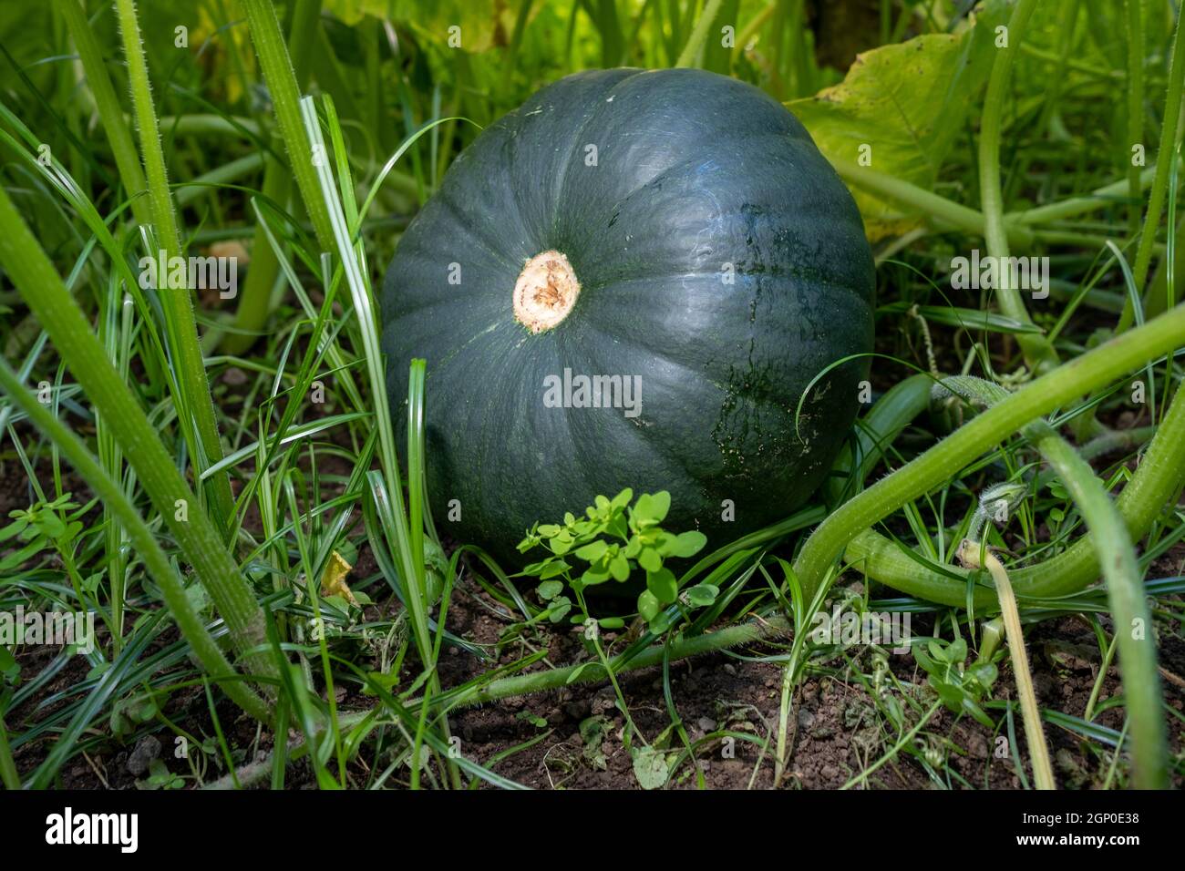 Close up to mid sized green Pumpkin growing in the middle of green ...