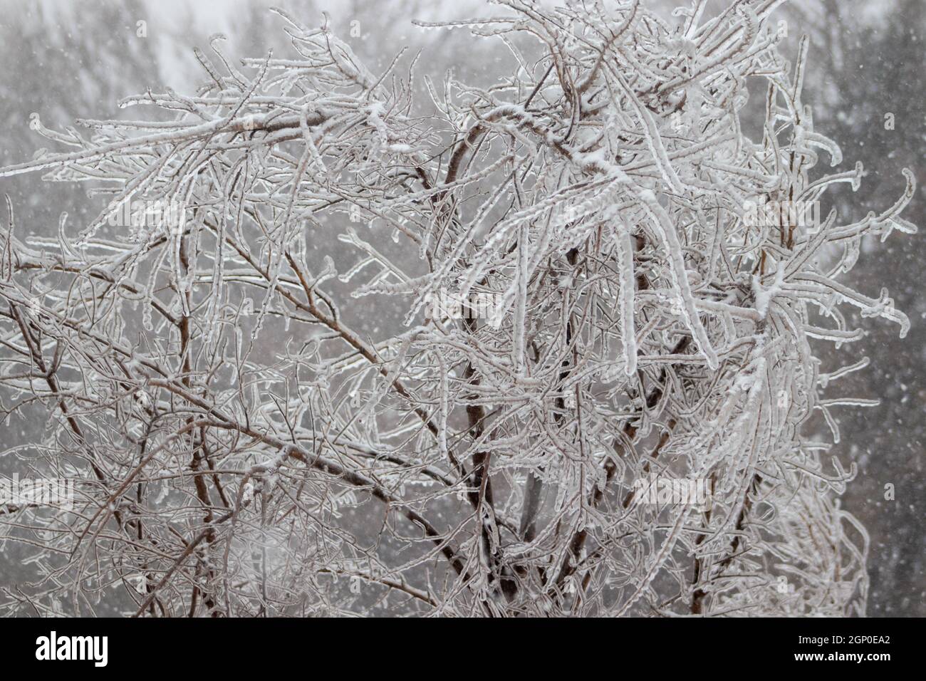 Tree branches covered in ice in the winter . High quality photo Stock ...