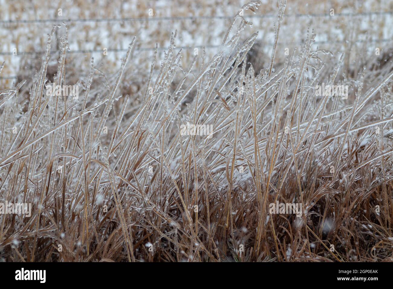 Frosty grass tree high quality hi-res stock photography and images - Alamy