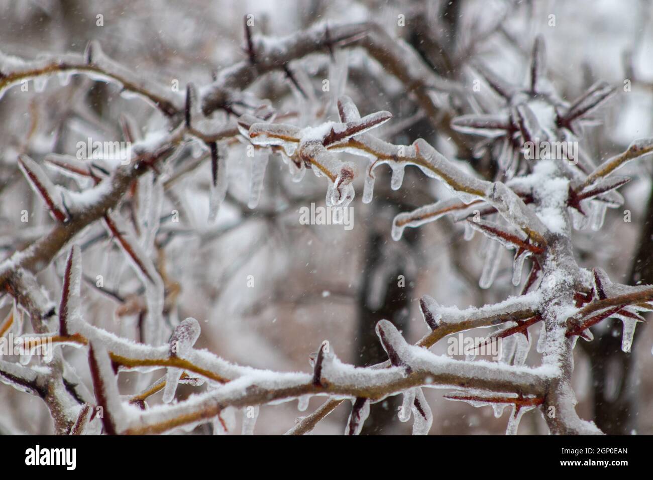 Winter ice covered tree branches close up . High quality photo Stock ...