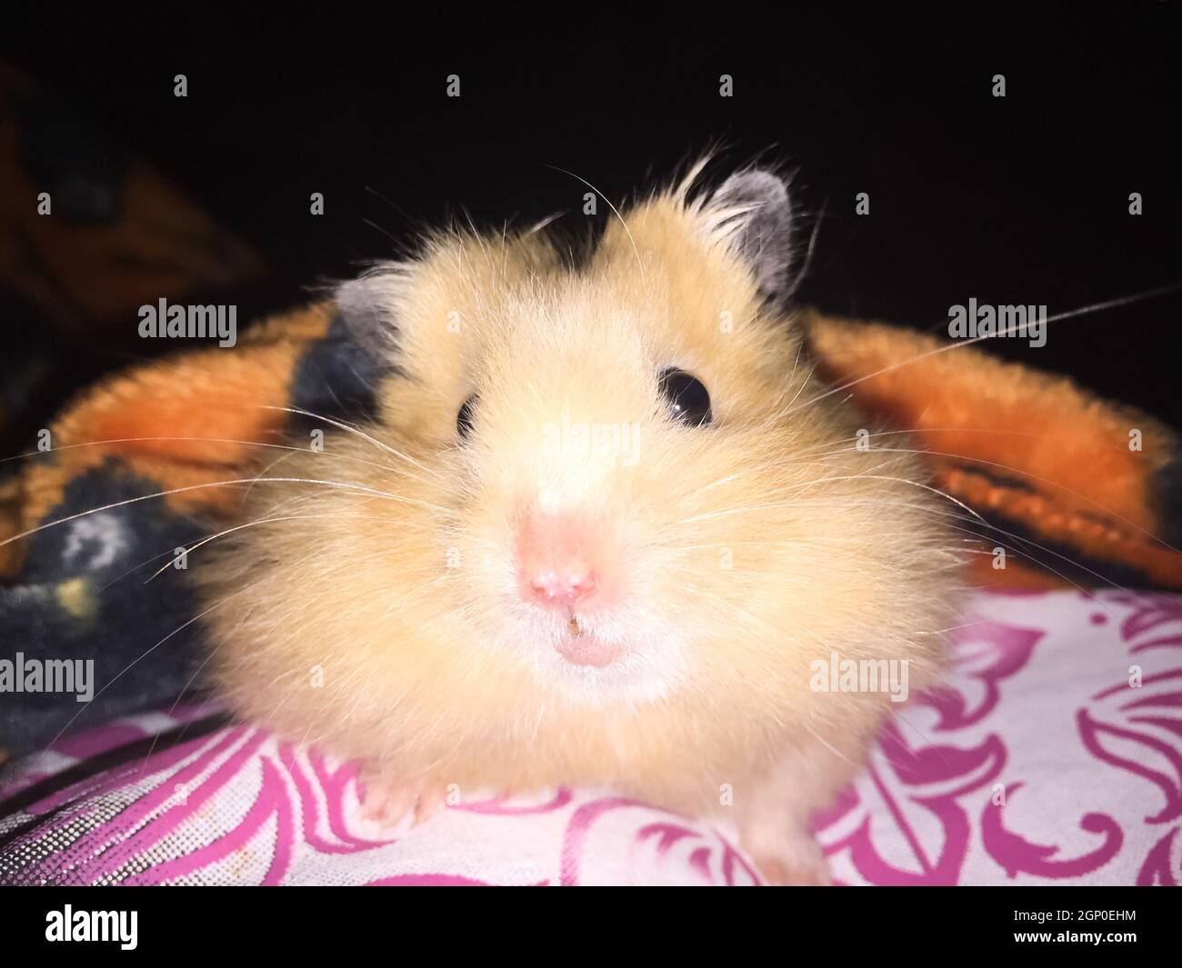 Homemade hamster, cute home rodent. Homemade hamster, cute home rodent ...
