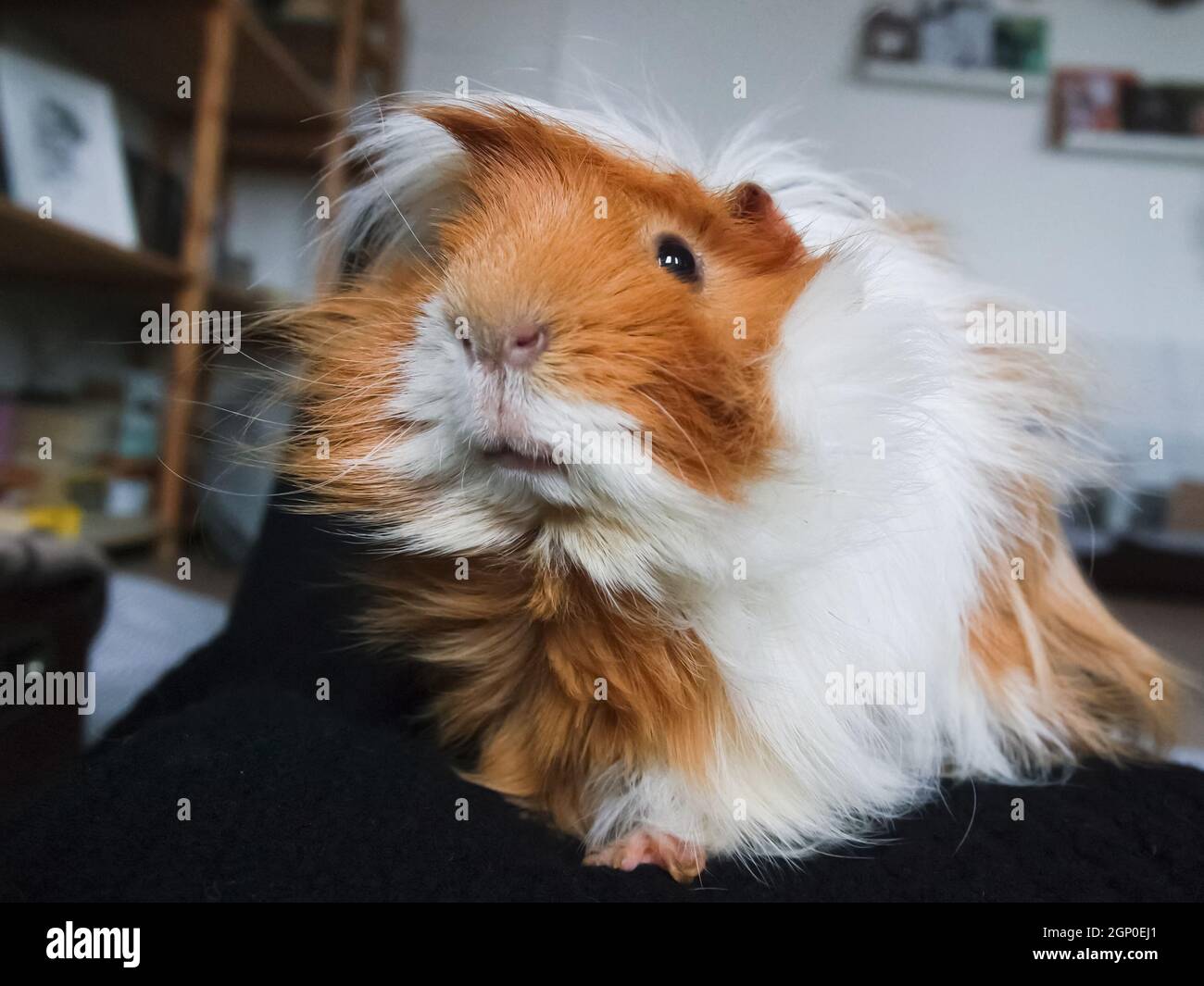 Homemade hamster, cute home rodent. Homemade hamster, cute home rodent ...