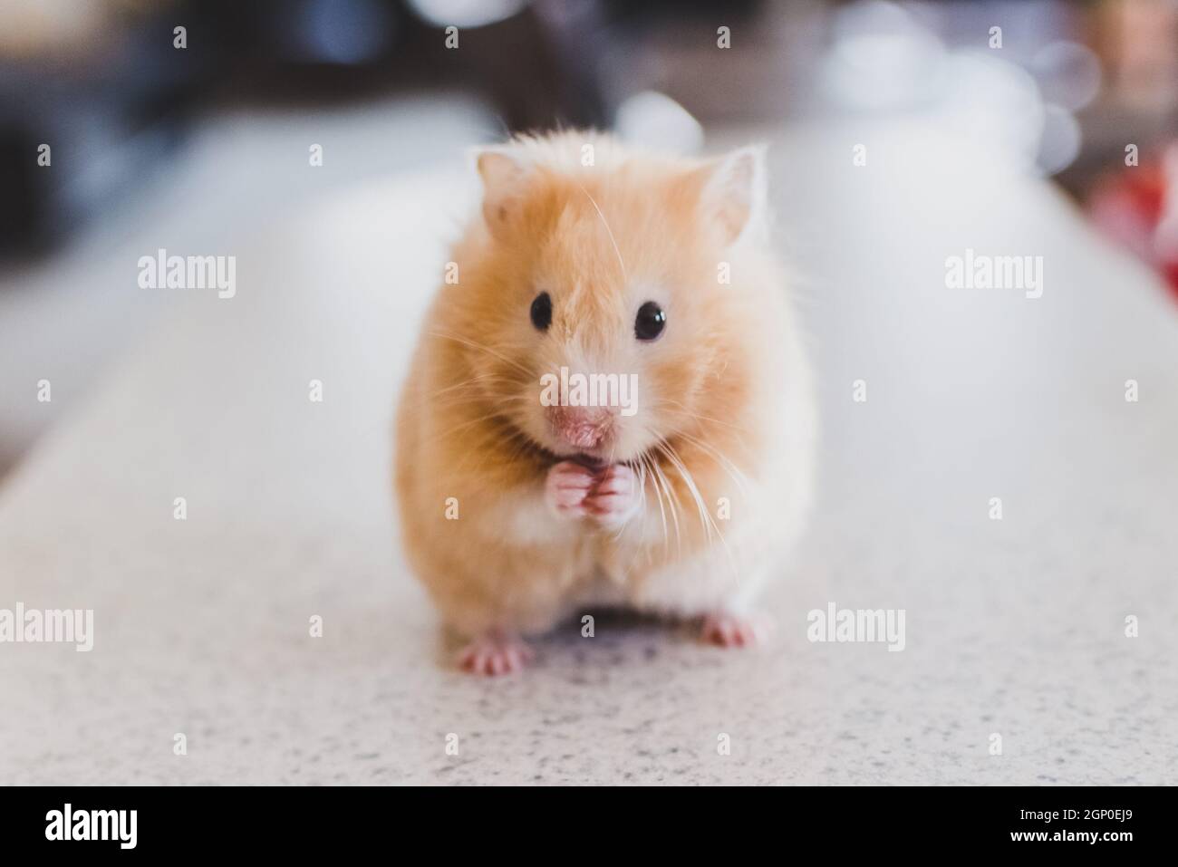 Homemade hamster, cute home rodent. Homemade hamster, cute home rodent ...