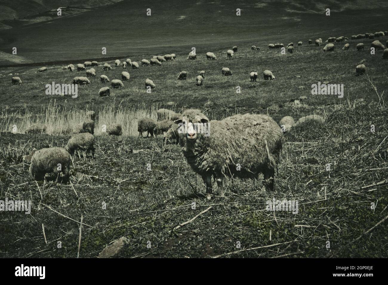 Sheep graze in a mountain valley. mountain pasture for sheep herds ...