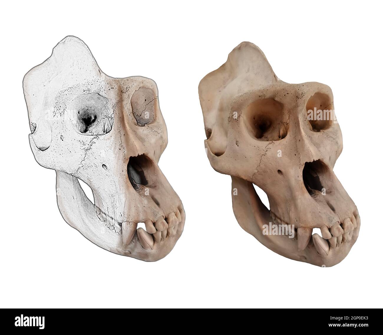 Death skull bones dead Cut Out Stock Images & Pictures - Alamy